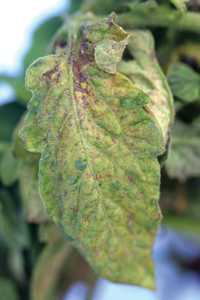 Pest Of The Month: Groundnut Ringspot Virus - Growing Produce
