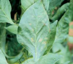 Four Most Destructive Vegetable Diseases - Growing Produce