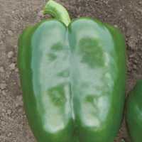 Variety File: Rispens Seeds, Inc. - Growing Produce