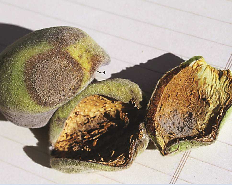 Almond Hull Rot Management Tips - Growing Produce