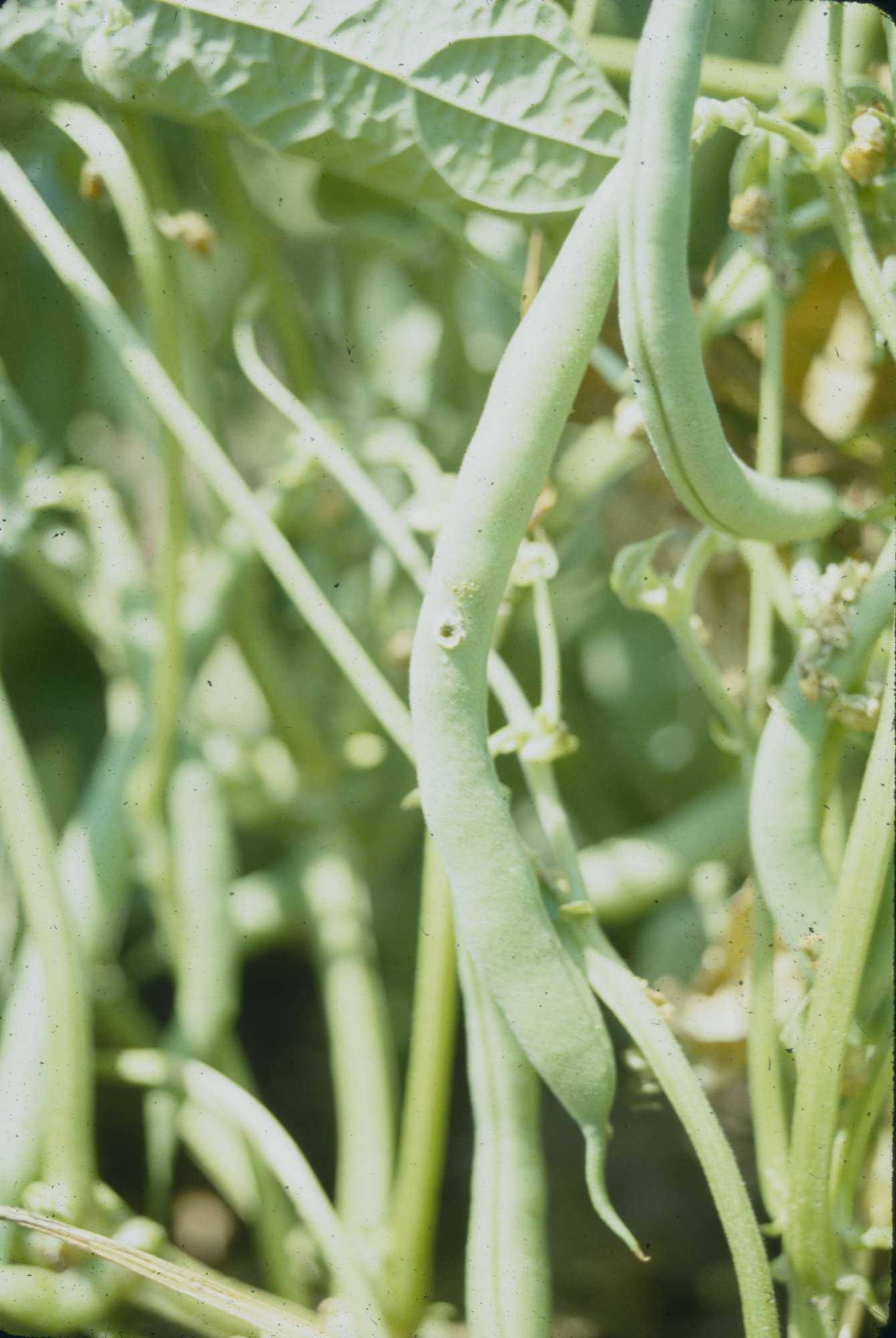 How To Battle Insects And Disease In Snap Beans - Growing Produce