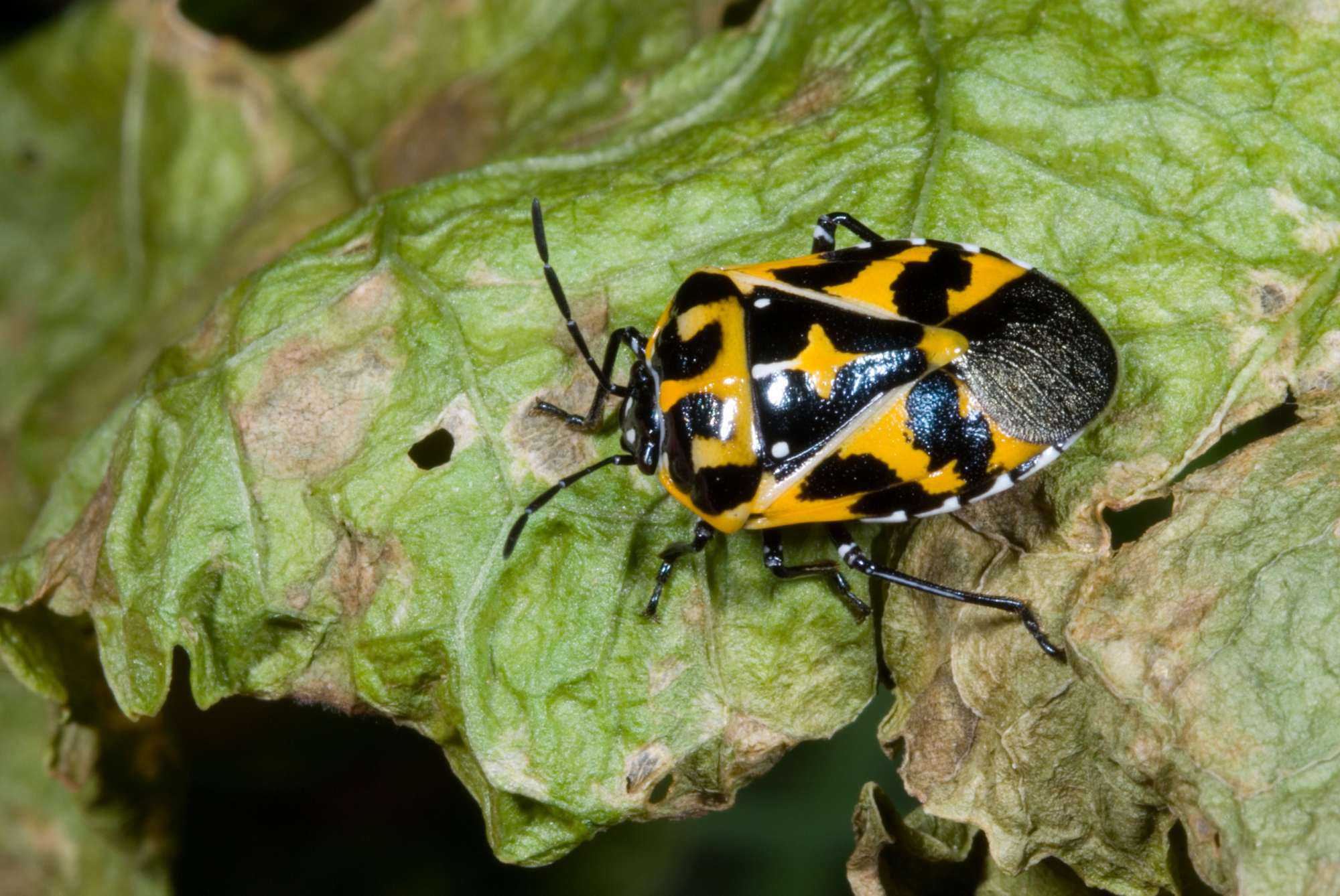 Pest Of The Month: Harlequin Bug - Growing Produce