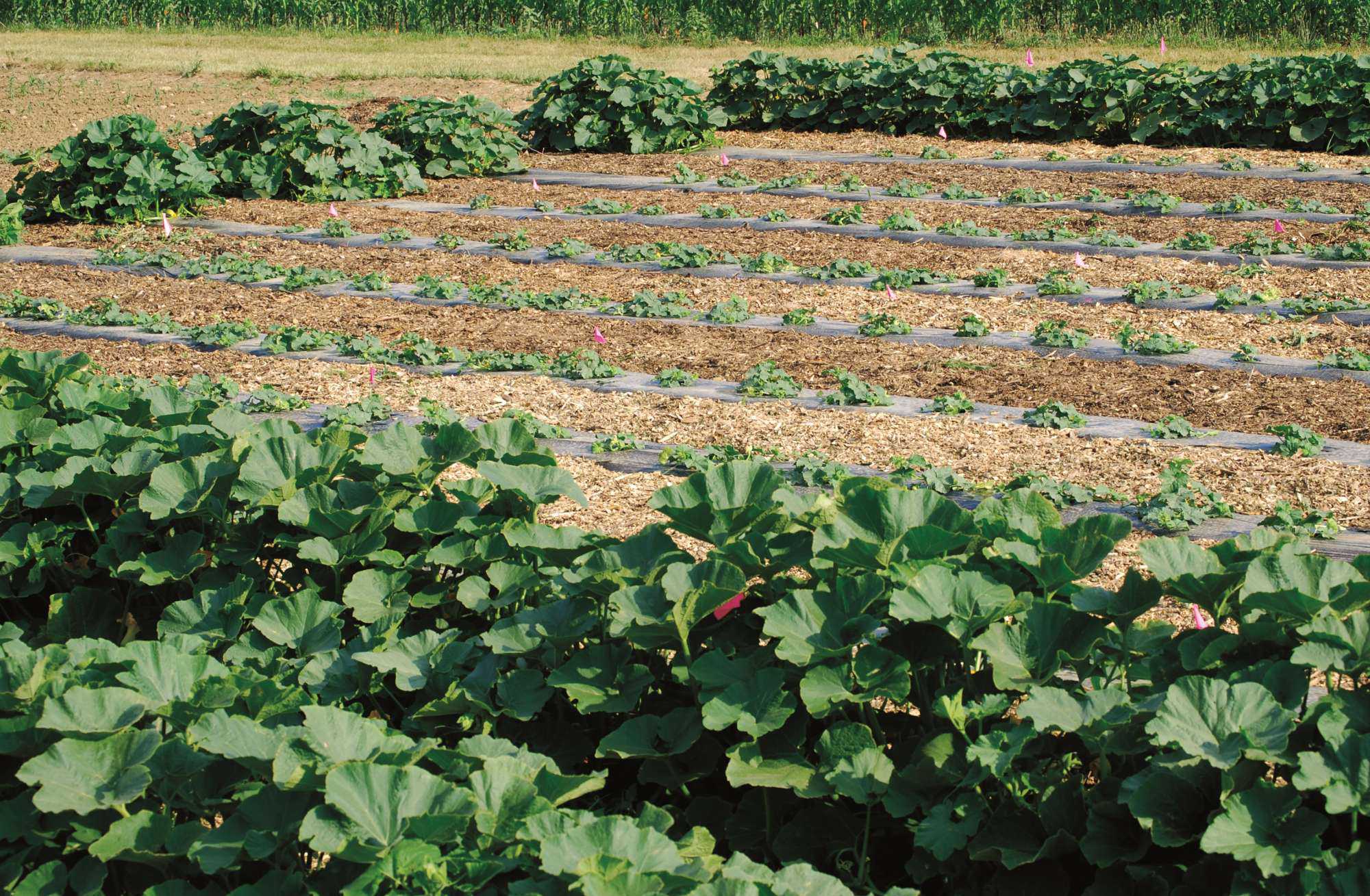 Ecological Farming Association Conference Nears - Growing Produce