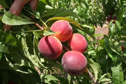 American and Western Fruit Grower's 2014 Top Stone Fruit Growers ...