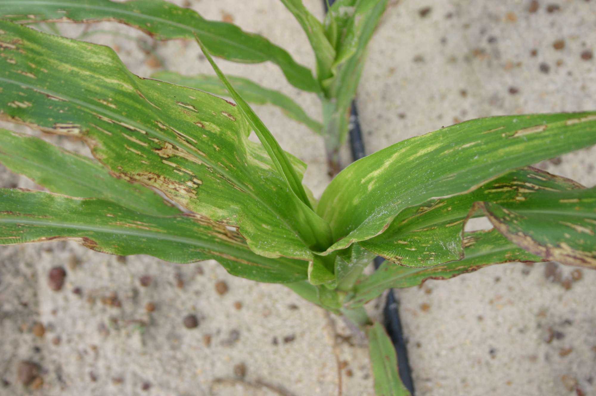 Tips To Stay On Top Of Corn Thrips - Growing Produce