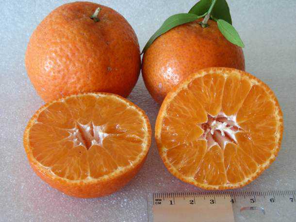 Florida Citrus Connecting The Dots On Promising New Selections ...