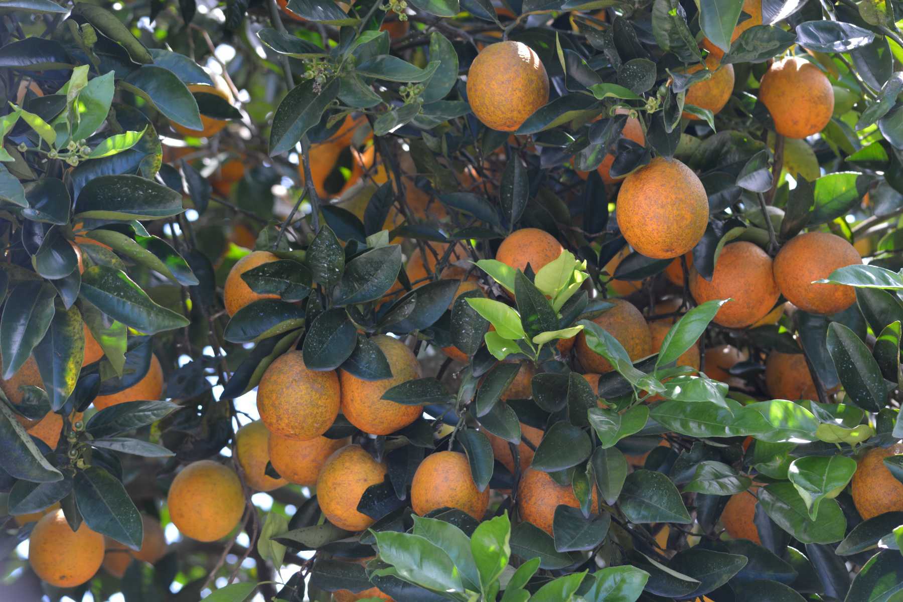 4 Million More Boxes Dropped From Latest Florida Citrus Estimate ...