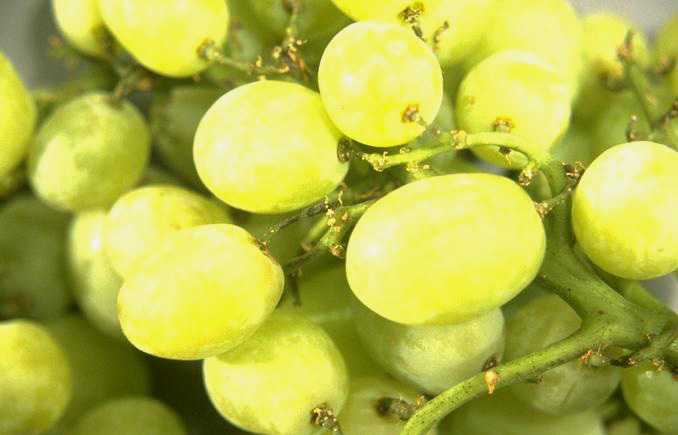 California Table Grape Growers Offer Agricultural Scholarships ...