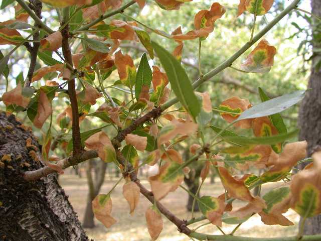 How To Control Almond Leaf Scorch - Growing Produce