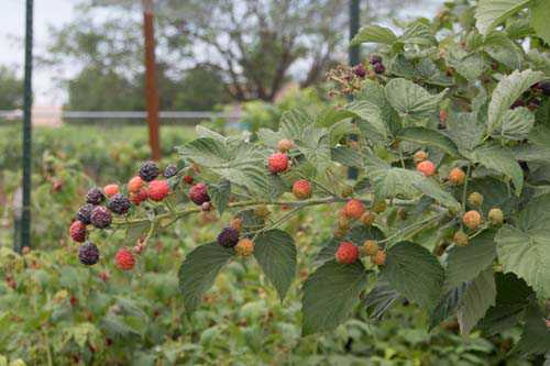A New Double-Cropping Black Raspberry - Growing Produce
