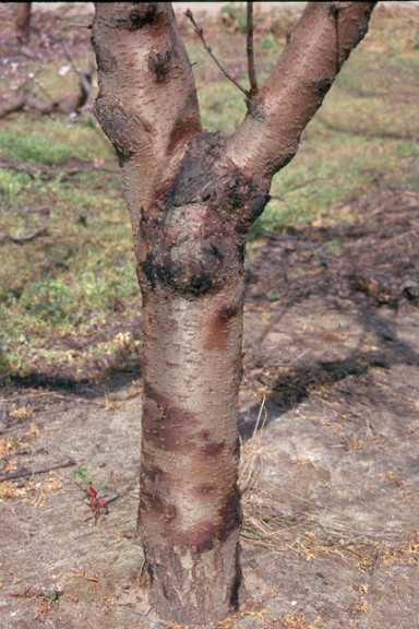 How To Choose Almond Rootstocks - Growing Produce