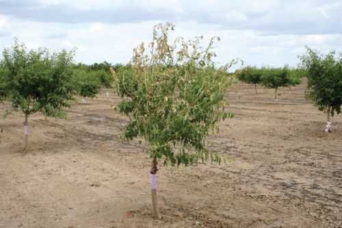 How To Choose Almond Rootstocks - Growing Produce