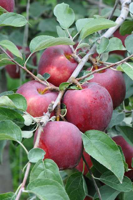 Washington State University Planning To Release New WA 38 Apple ...