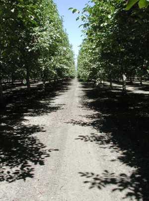 Proper Walnut Spacing For Light Exposure - Growing Produce
