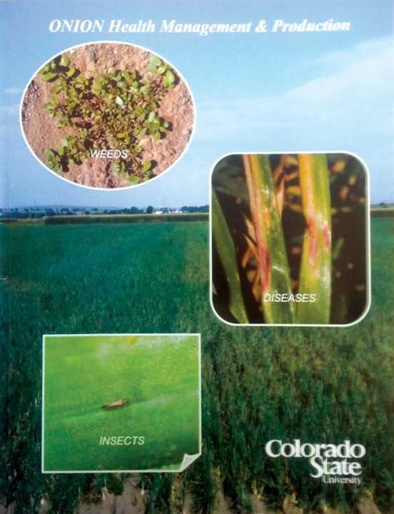 Pathologist Offers IPM Strategies For Onion Growers - Growing Produce