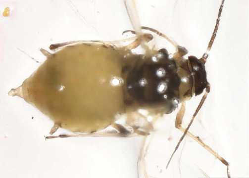 Keep Coriander Aphids At Bay - Growing Produce