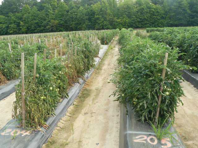 Grafting Vegetables Offers Increased Yields, Less Crop Stress, And More ...