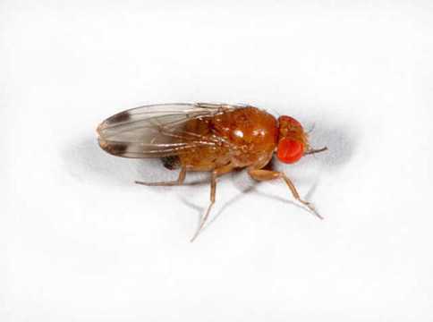 Awareness Key In Grounding Spotted Wing Drosophila's Aerial Assaults ...