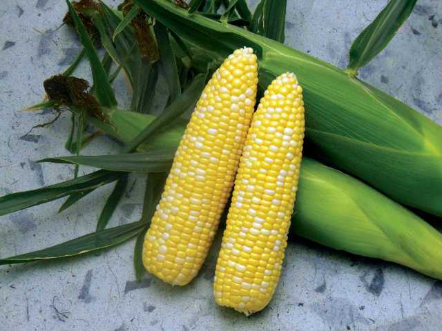 22 Sweet Corn Varieties You Need To Know - Growing Produce