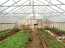 High Tunnel Management Pointers For Vegetable Growers - Growing Produce