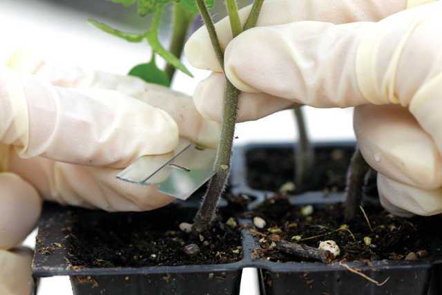 Grafting Vegetables Offers Increased Yields, Less Crop Stress, And More ...