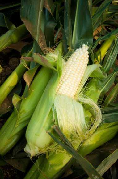 Sweet Corn Crop Outlook 2014 - Growing Produce