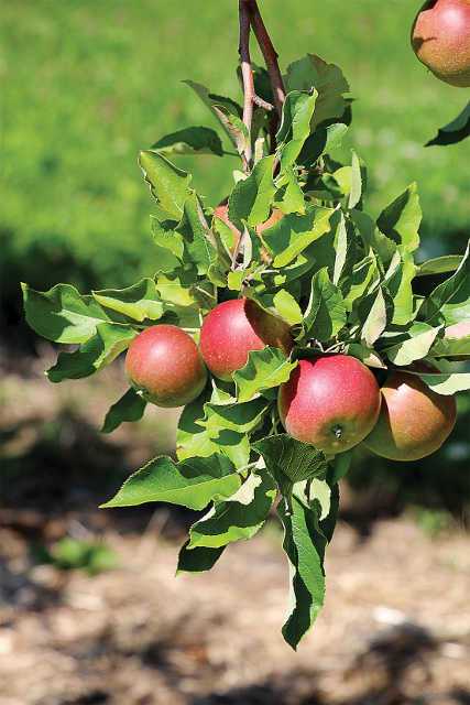 Big Apple Crop Expected - Growing Produce