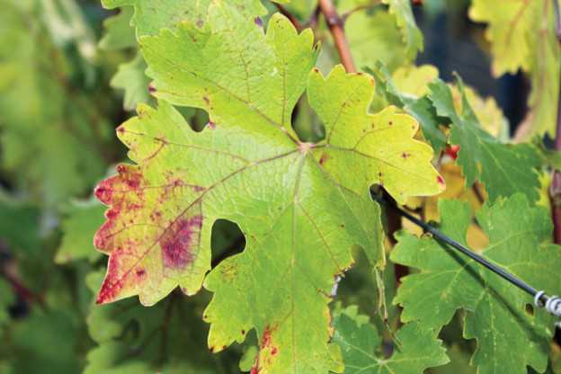 Disease Management: Red Blotch Update - Growing Produce