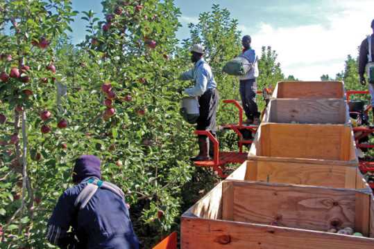 Mechanization Finds Its Place In The Modern Orchard - Growing Produce