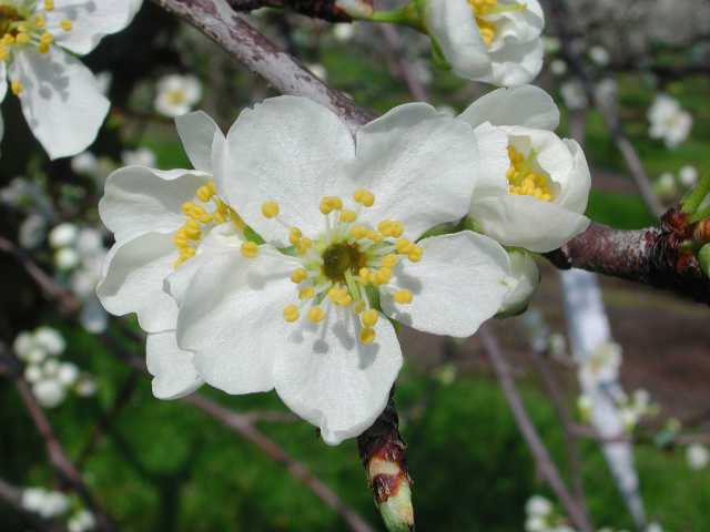 Managing Heat Stress At Bloom In Prunes - Growing Produce