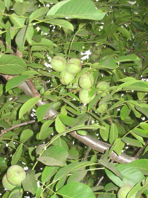Fungicide Registered For Walnut Botryosphaeria Blight in California ...