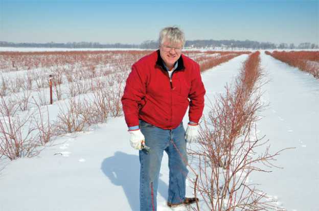 Pruning Blueberries Is An Art Of Balance - Growing Produce