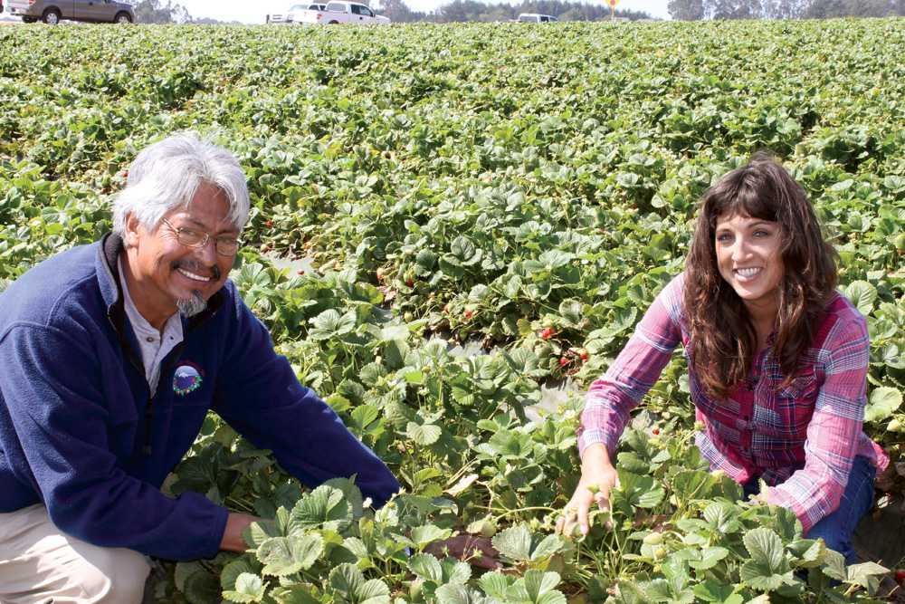 California Strawberry Grower Trials Raised Bed Growing System - Growing ...