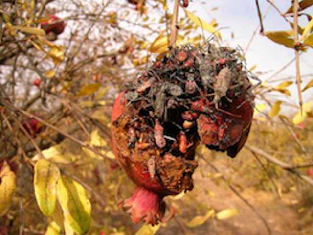 Spring Means Monitoring And Control Of Leaffooted Bugs In Almonds ...