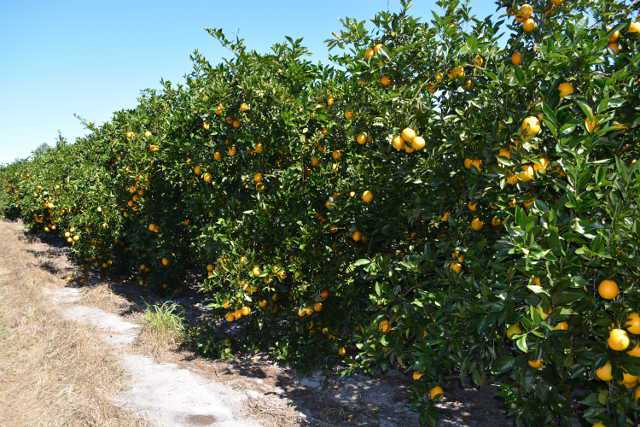 Citrus Crops In Florida