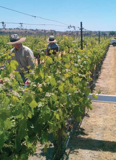 Vine Lines: Vineyard Water Management - Growing Produce