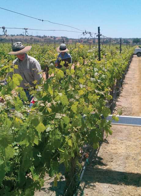 Vine Lines: Vineyard Water Management - Growing Produce