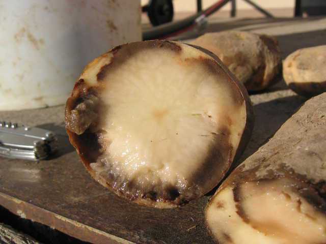 Maintain Quality In Potato Storage - Growing Produce