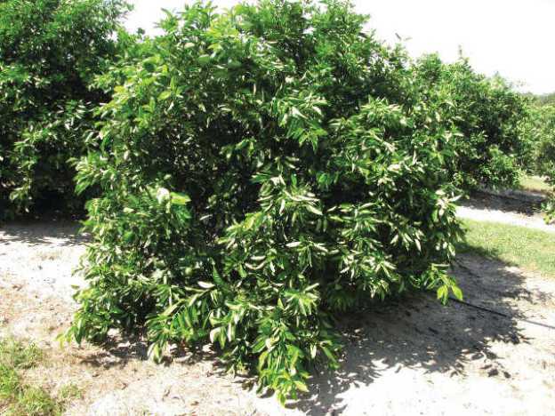 4 New Citrus Rootstocks To Grow On - Growing Produce