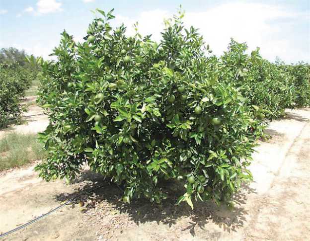 4 New Citrus Rootstocks To Grow On - Growing Produce