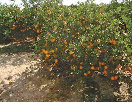 4 New Citrus Rootstocks To Grow On - Growing Produce