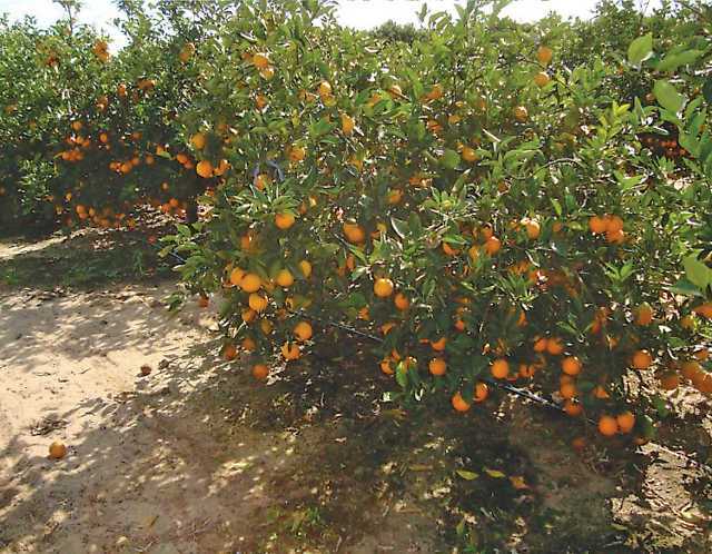 4 New Citrus Rootstocks To Grow On - Growing Produce