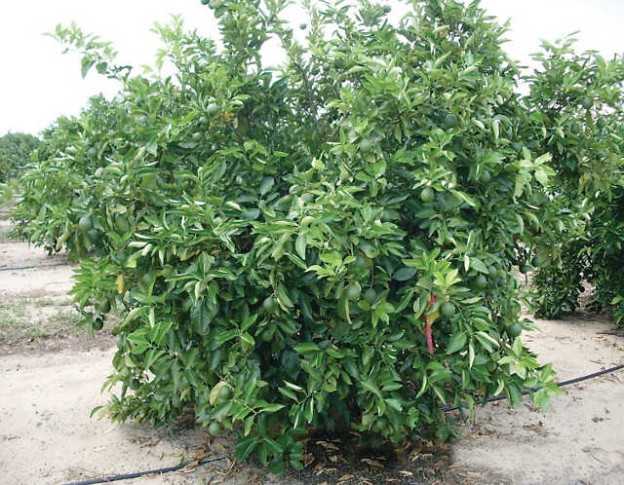 4 New Citrus Rootstocks To Grow On - Growing Produce