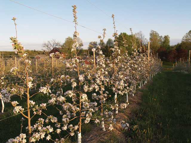 Precision Cropload Management: Nibbling For Dollars - Growing Produce Precision Cropload Management: Nibbling For Dollars - Growing Produce