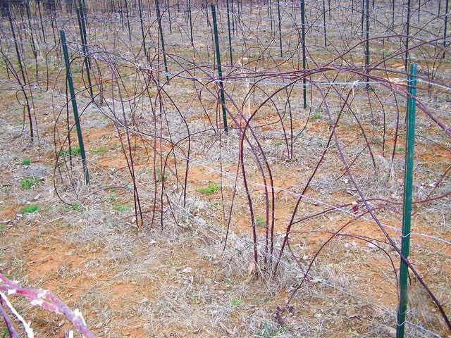 Berry Growers Sharing Great Ideas - Growing Produce