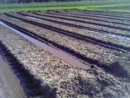 How to Deal With the Consequences of Too Much Rainfall in Your ...