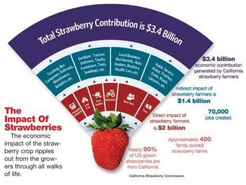 New Research Highlights California Strawberry Growers’ Huge Impact On ...
