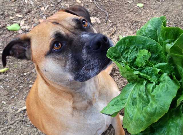 Dogs Sniff Out Food-borne Pathogens - Growing Produce