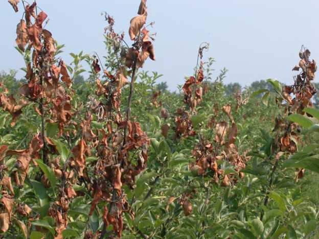 Prevent Fire Blight with Biological Controls - Growing Produce