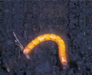 Keep Eyes And Ears Open For Corn Wireworms - Growing Produce